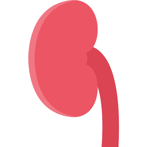 Kidney Vector SVG Icon - PNG Repo Free PNG Icons